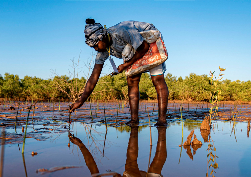 Tree-Nation - The worldwide platform to plant trees.